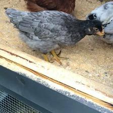 chicken Object Detection Dataset and Pre-Trained Model by gallinas