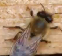 Bee Dataset Object Detection Dataset by public