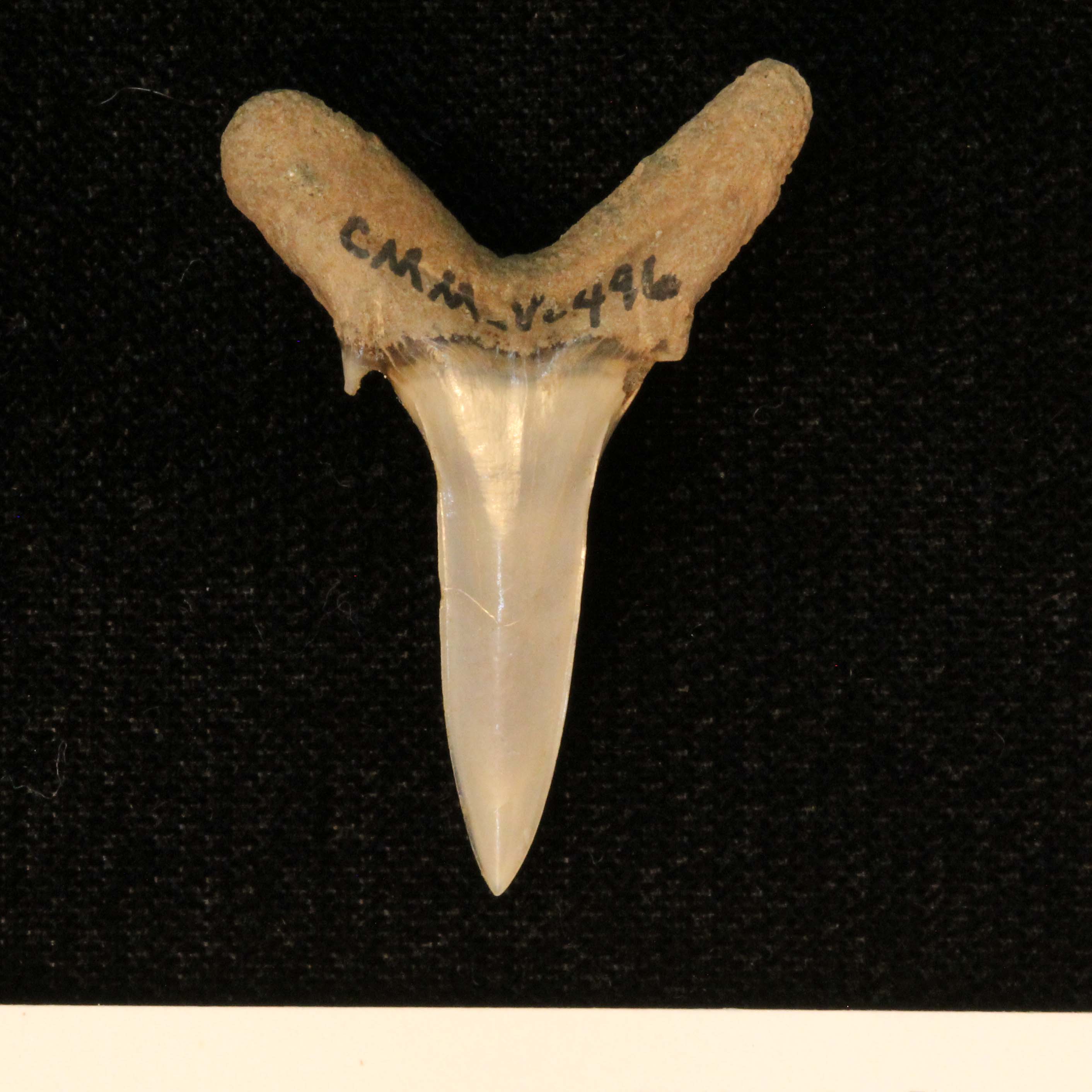 Shark Species ID Object Detection Dataset and Pre-Trained Model by Savannah Kreider