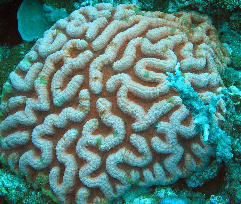 Coral Classification & Health Object Detection Dataset and Pre-Trained Model by Savannah Kreider