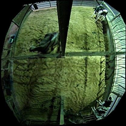 Cow Instance Segmentation Model by samyolo