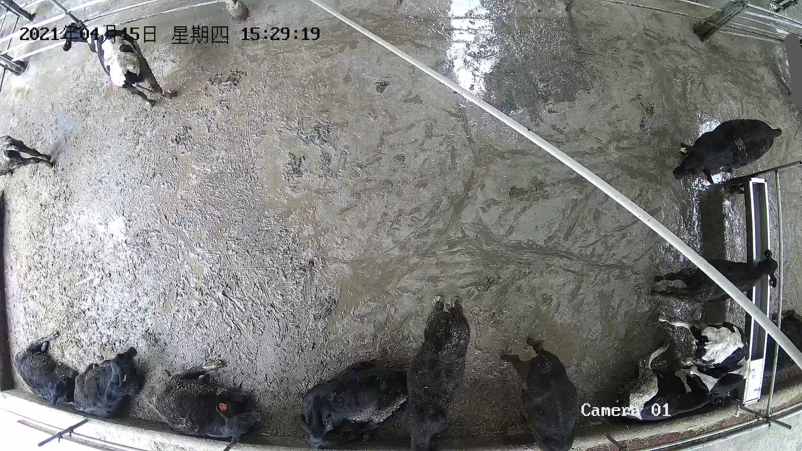 cow-200 Instance Segmentation Dataset by samyolo