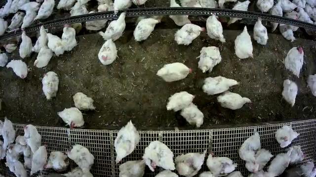 Segmentation Breeder chickens Instance Segmentation Dataset and Pre-Trained Model by samyolo