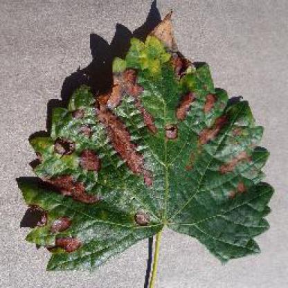 Leaves Object Detection Dataset and Pre-Trained Model by Drama