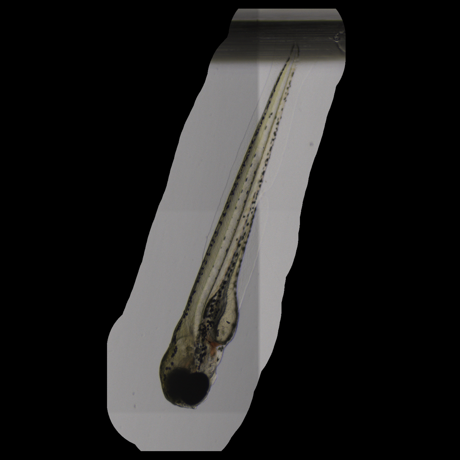 Echo Scope 2 - Roboflow Universe