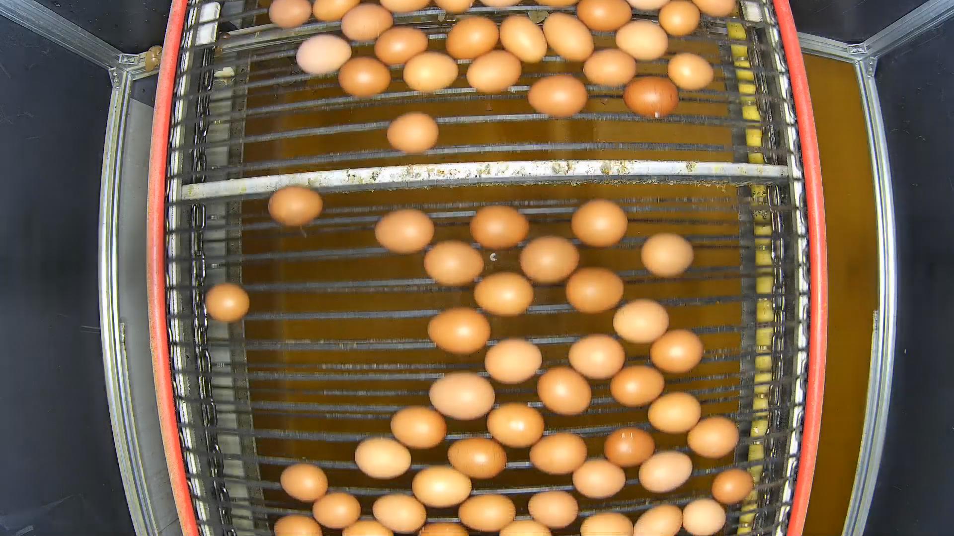 egg Object Detection Dataset by sor kam