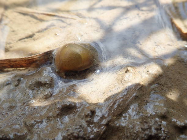 grasshopper snail - Roboflow Universe