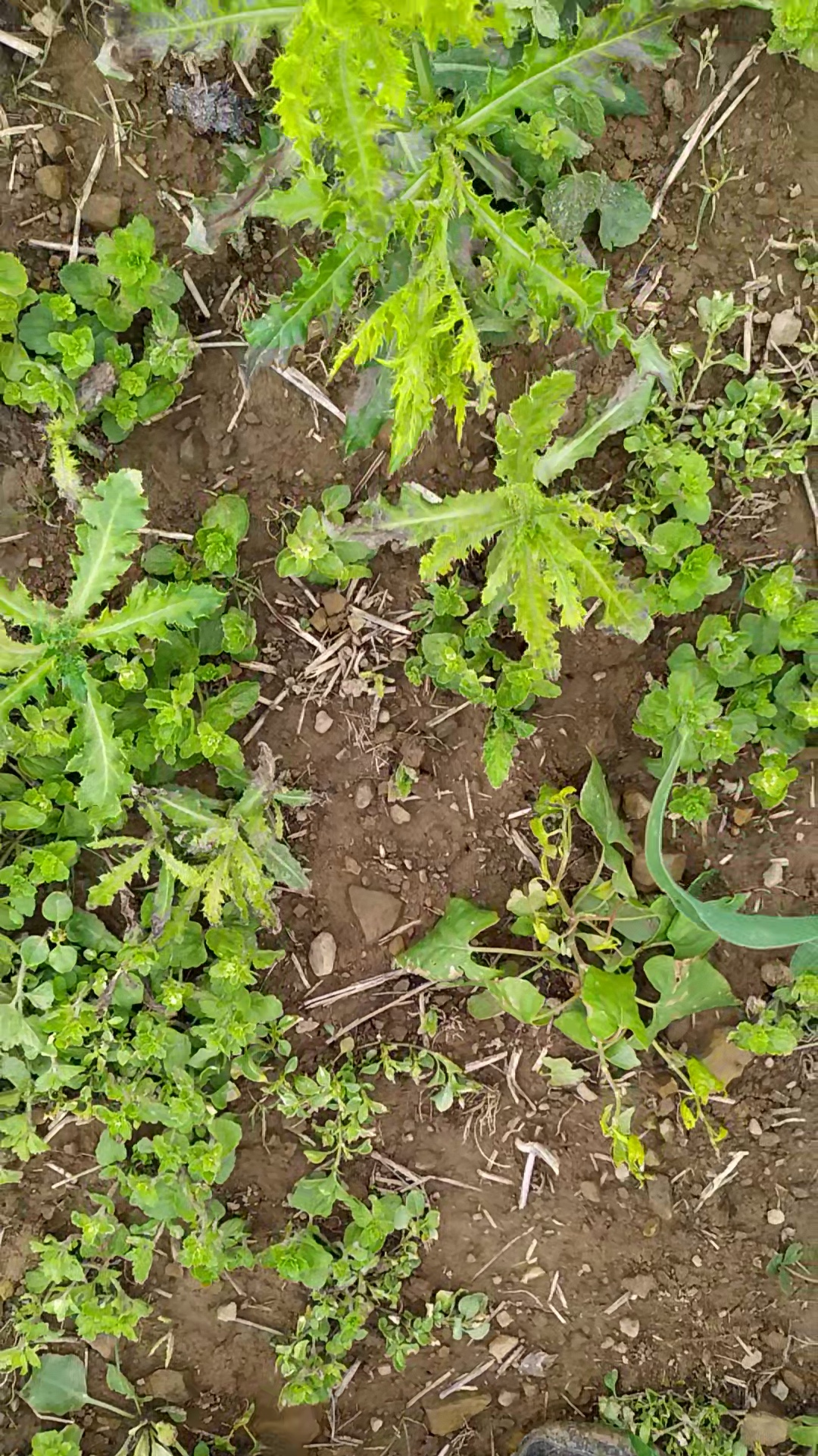 Weeddetection Object Detection Dataset By Raya