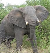 elephant (elephant-xfxlg) - Roboflow Universe