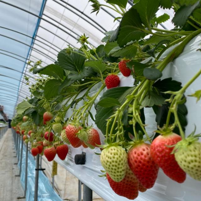 Strawberries detection Instance Segmentation Dataset by ELTE