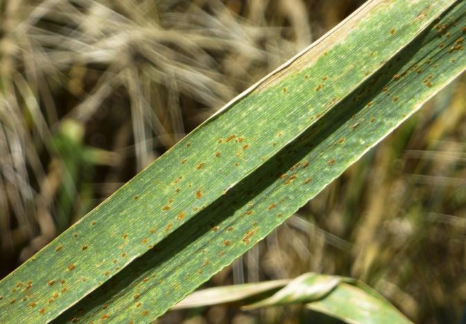 full_img_leaf segmentation Semantic Segmentation Dataset by National ...