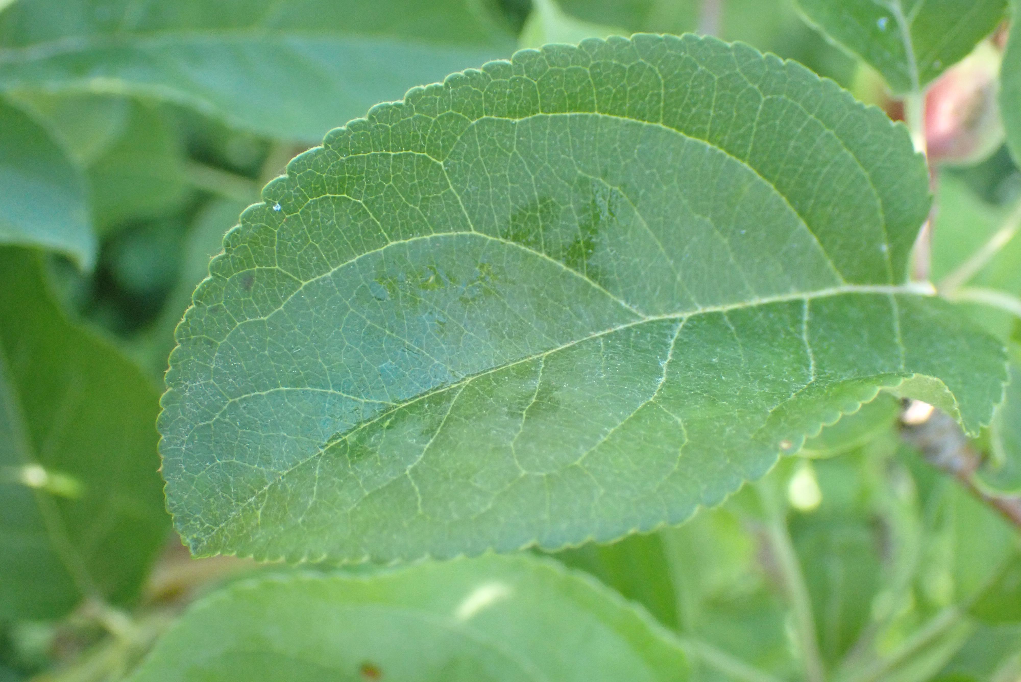 YOLO Object Detection Model by Jayesh Pate