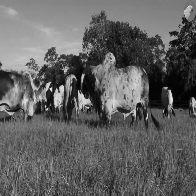 How to Use the segmentasi citra Instance Segmentation API