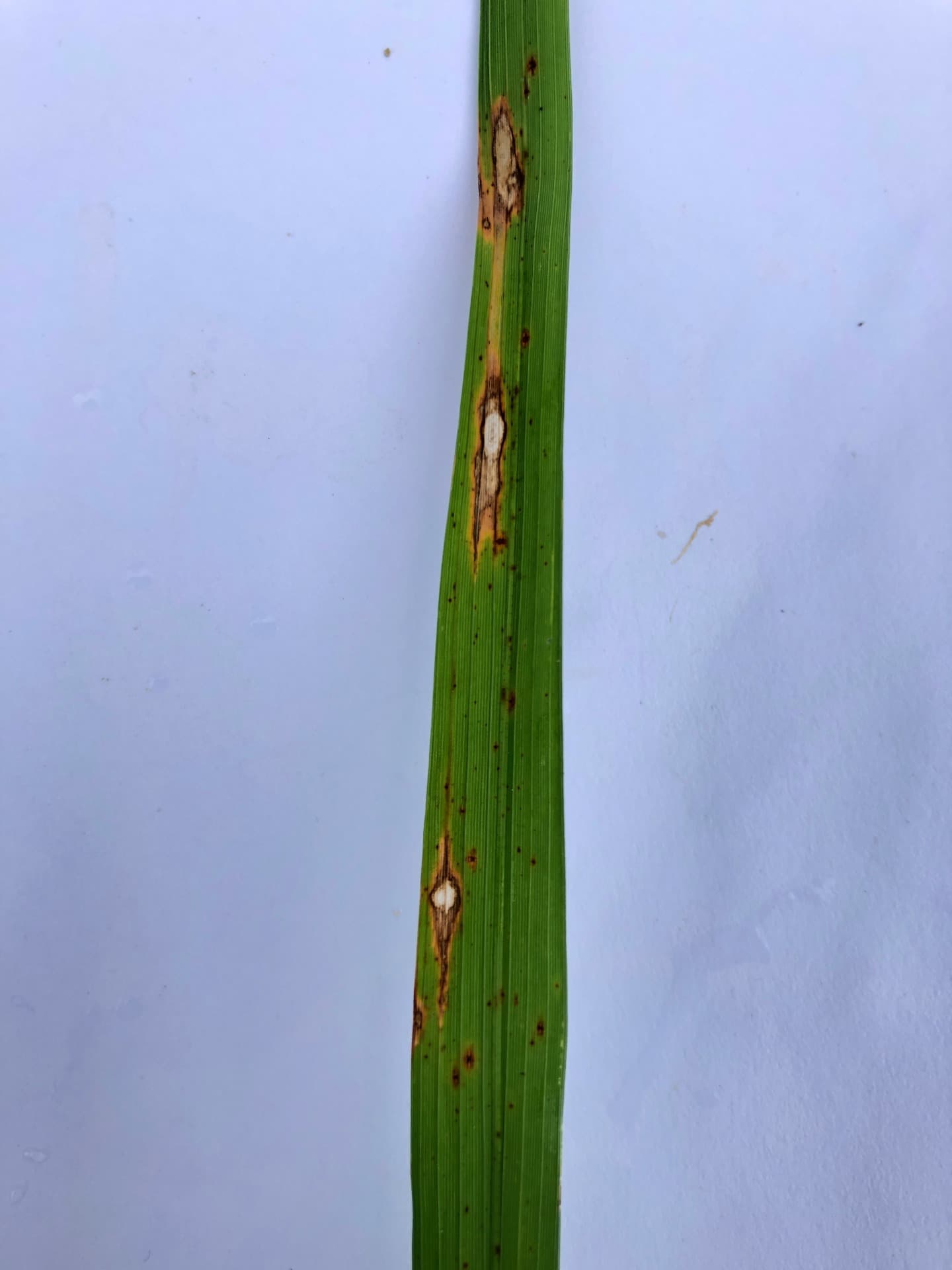Disease Rice Leaf Detection Object Detection Dataset By Aslanrasyid