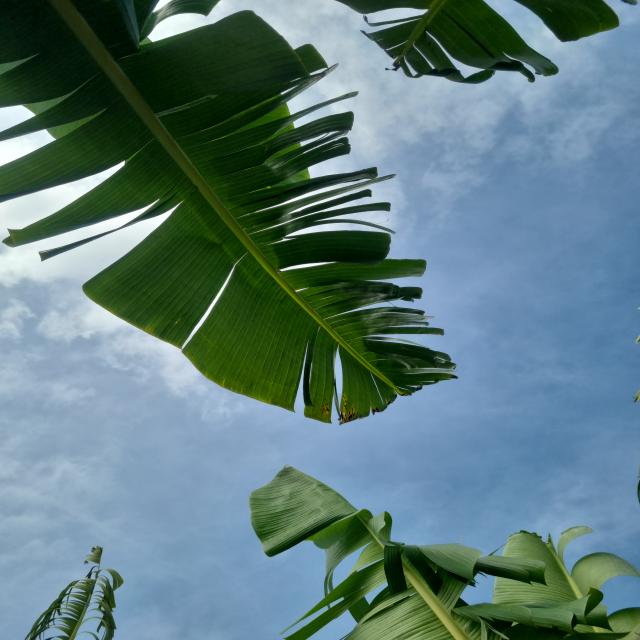 laguna-leaf-segmentation Object Detection Dataset by ROAMER