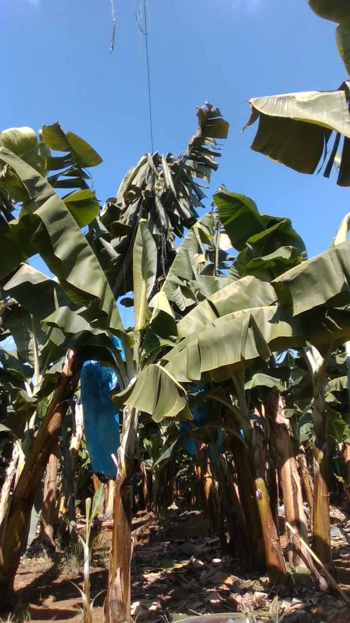 Fusarium Leaf Instance Segmentation Dataset By Roamer