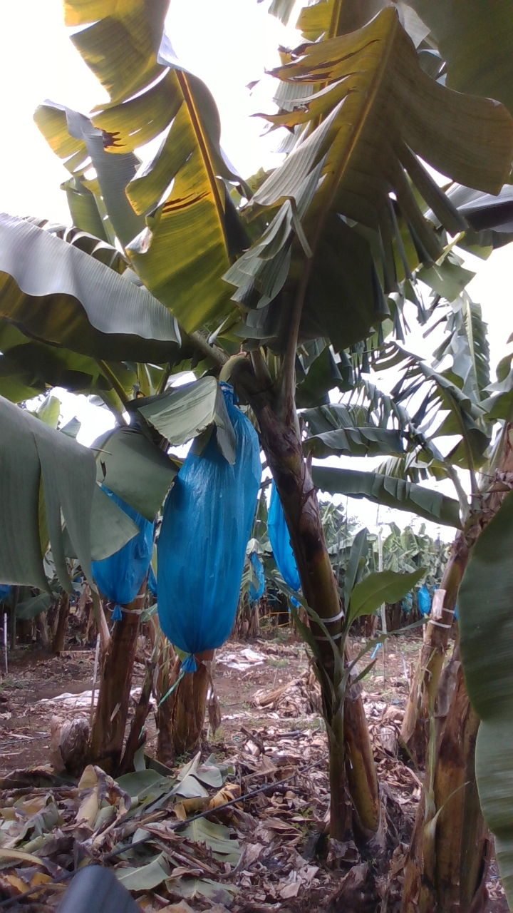 Leaf Segmentation Instance Segmentation Dataset By Roamer