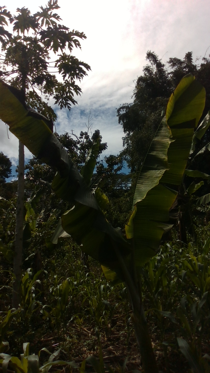 Bunchytop Leaf Instance Segmentation Dataset By Roamer