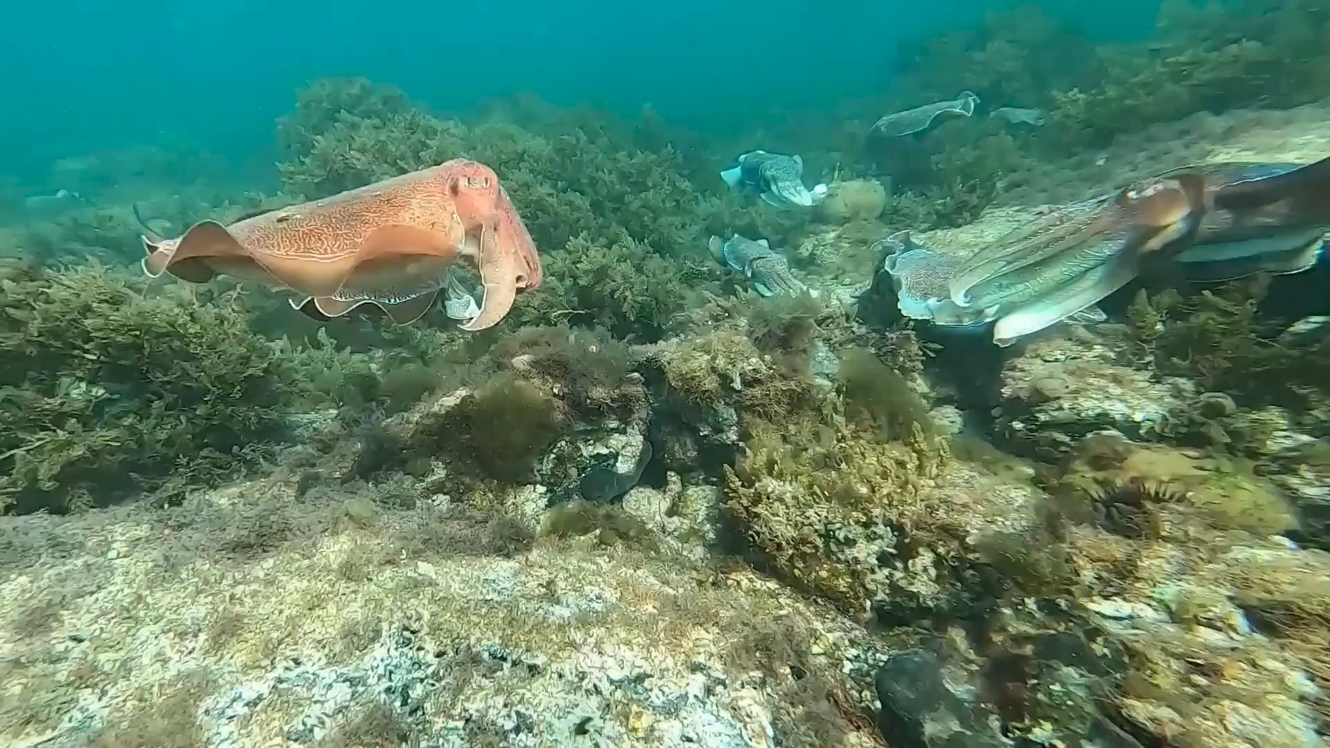 Cuttlefish Detection Object Detection Dataset by Facult des sciences de Montpellier