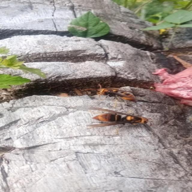 wasp model Object Detection Dataset by yjworkspace