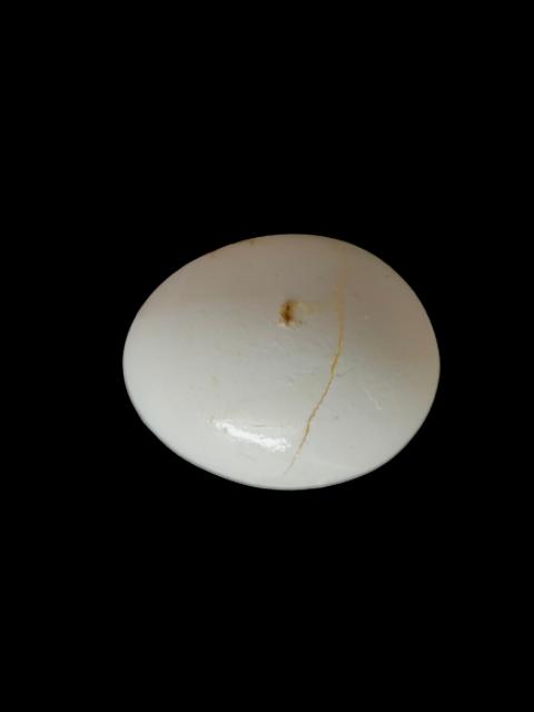 Egg Cracks Detection Instance Segmentation Dataset By Workspaseuniversity