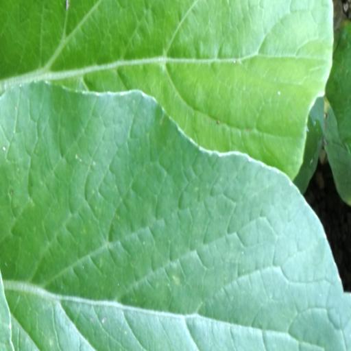 Hama Dan Sawi Object Detection Dataset And Pre Trained Model By Hama Dan Sawi