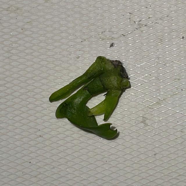 Seg_branches_augment Instance Segmentation Dataset and Pre-Trained Model by worksplace