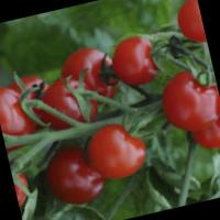 tomato ripeness Object Detection Dataset by Ylli