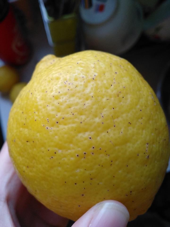 Lemon Quality Analysis Object Detection Model by project-1utmy