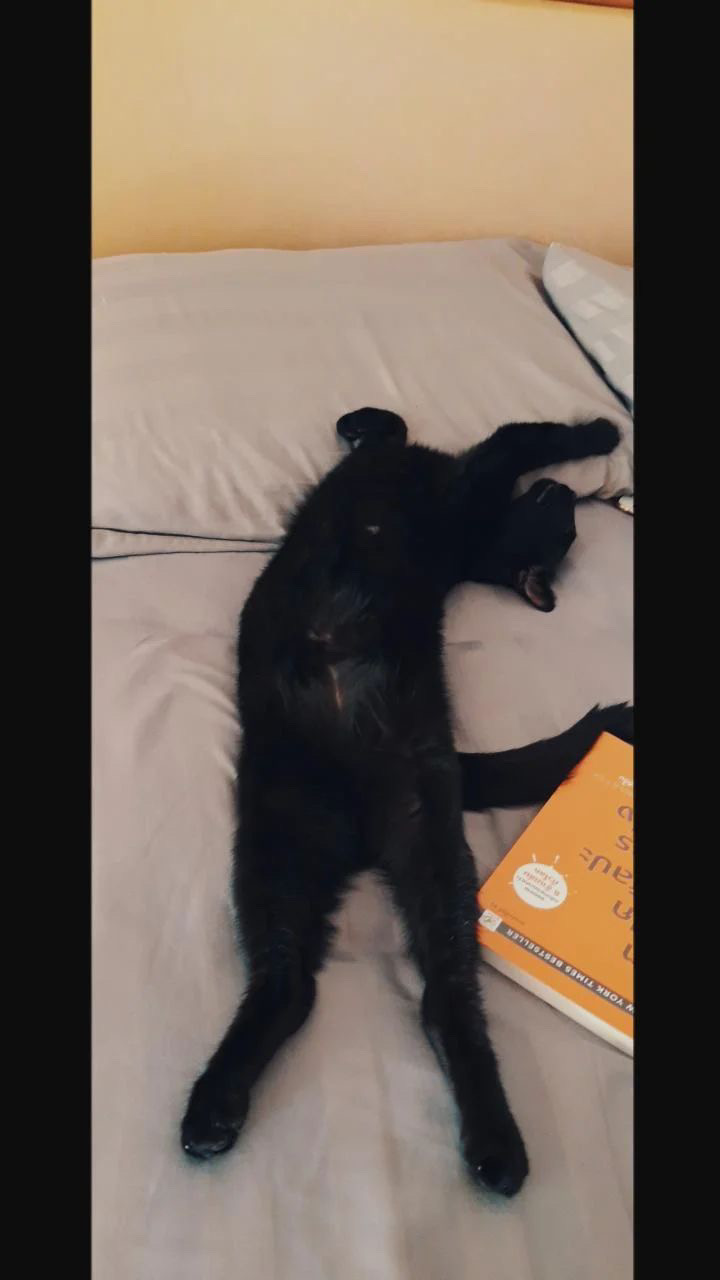 How to Use the Black-Cat Pose Keypoint Detection API