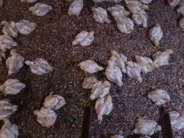 Pkm 2 Object Detection Dataset By Pkmayam