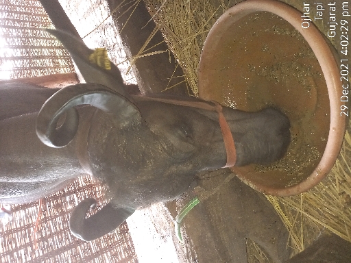 cattle feature extraction Object Detection Model by Graphic era hill university