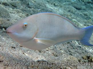 Fish identification Object Detection Dataset and Pre-Trained Model by ...