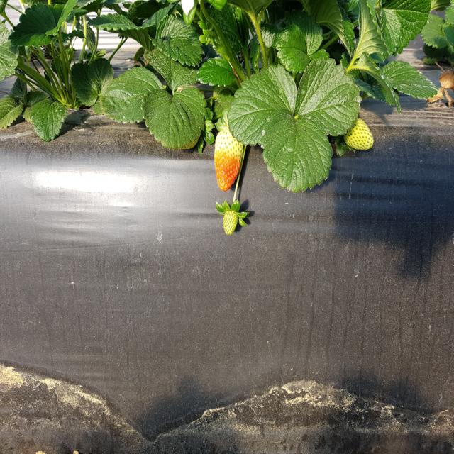 Strawberries Sorting System Object Detection Dataset By Dataset