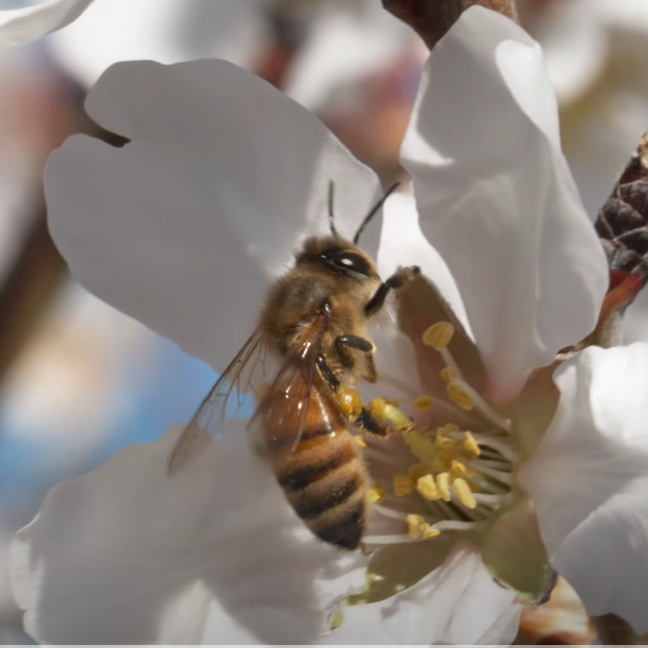 pollen.bandi Object Detection Dataset by khl