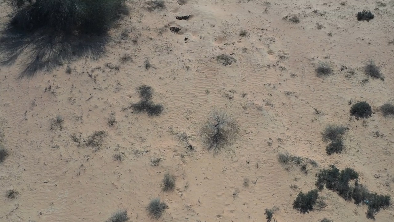 practicum work Object Detection Model by practicum