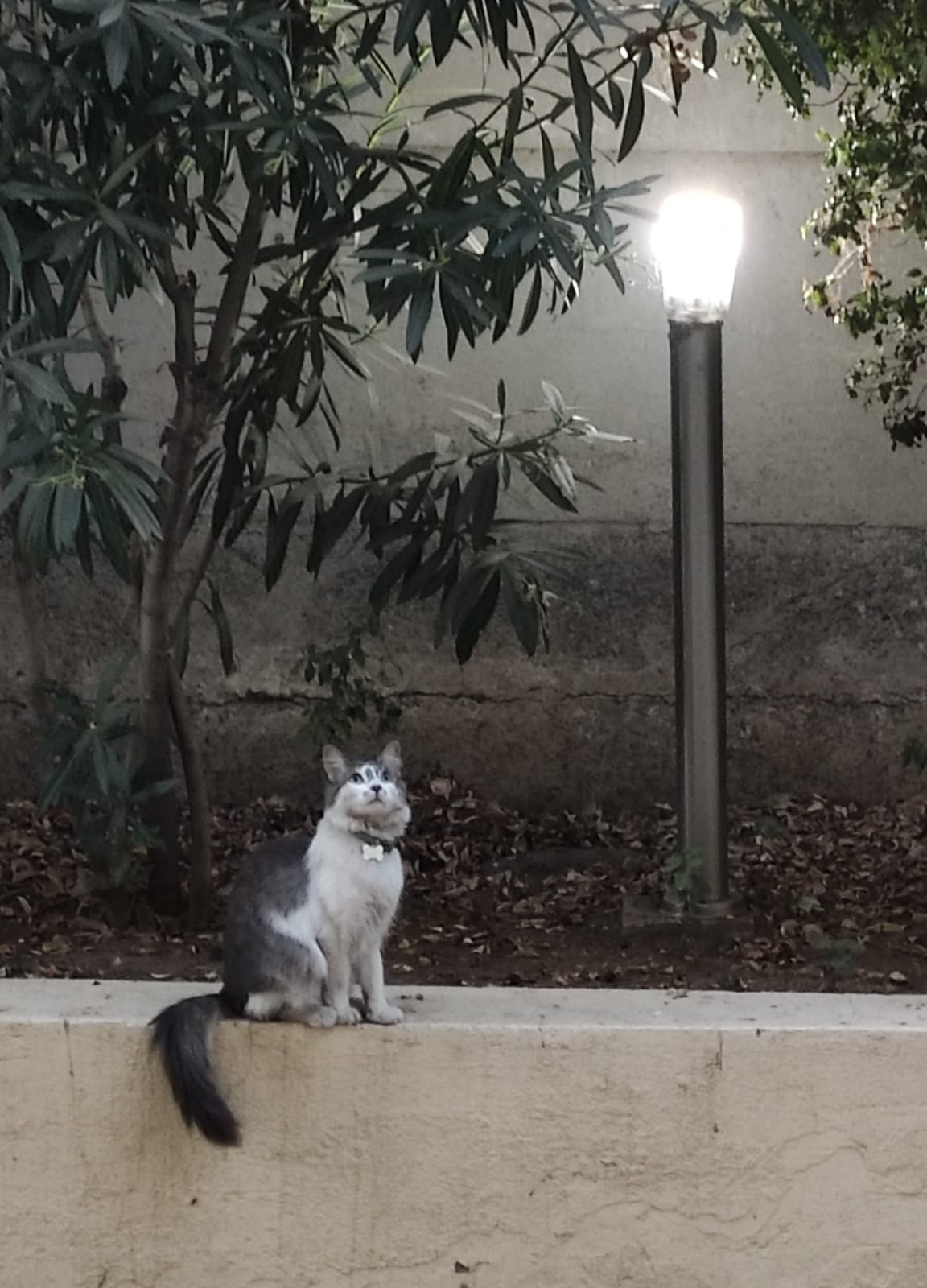 TUSI Object Detection Dataset and Pre-Trained Model by Octavio Aguila