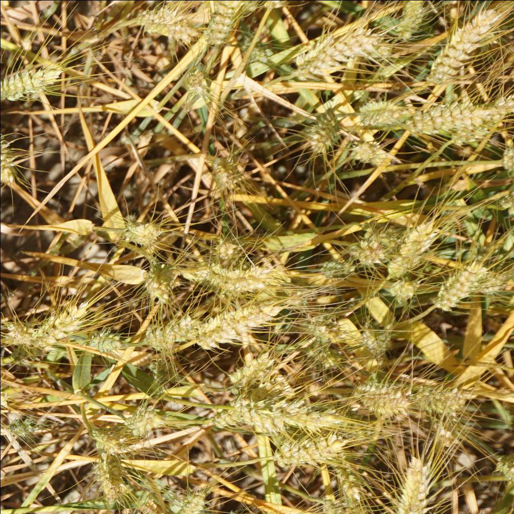 Wild-Oat identification Object Detection Model by Daniel Abera