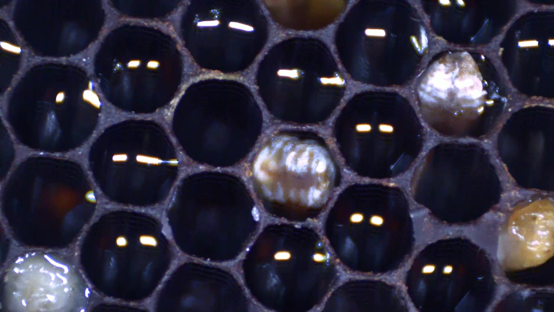 bee Object Detection Dataset by ch1