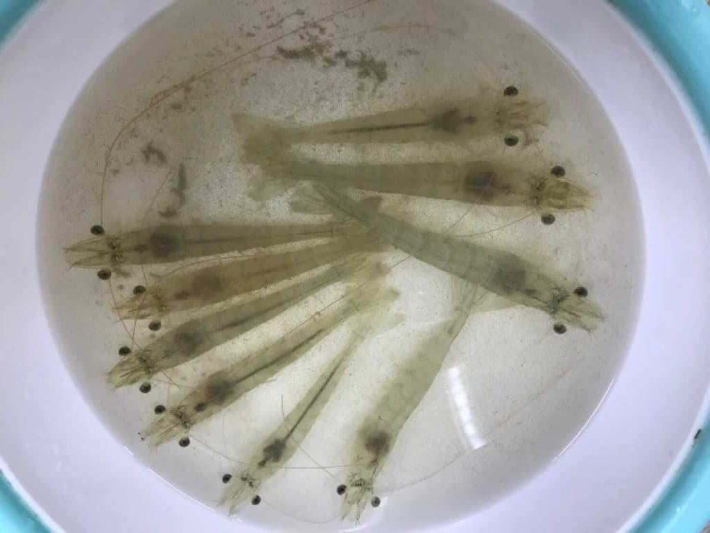 Shrimp Detect Object Detection Dataset By Shrimp Detection System