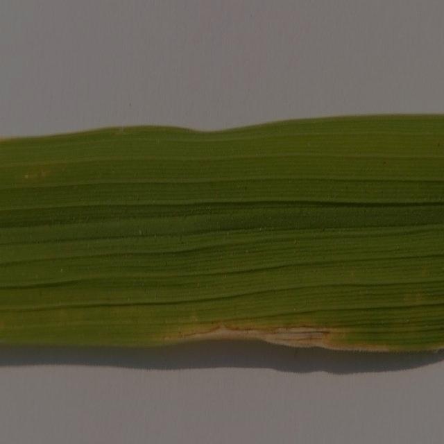 Sistem Isyarat Bahasa Indonesia Object Detection Dataset By My Projects