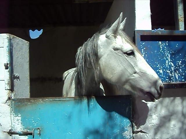 horse face Object Detection Dataset by Horse