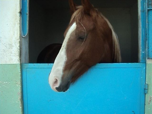 horse face Object Detection Dataset by Horse