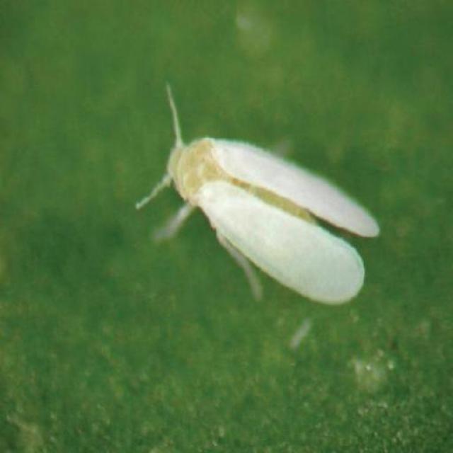 Pests in Cucumber Object Detection Dataset and Pre-Trained Model by aimit