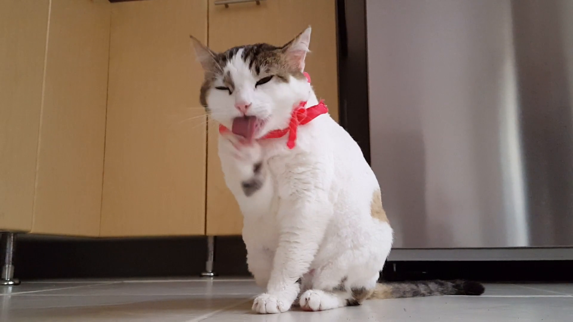 sample cats Object Detection Dataset by shasank govindarajan