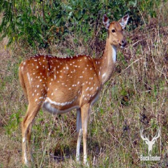 Wild_animals_big_dataset Object Detection Model by shasank govindarajan