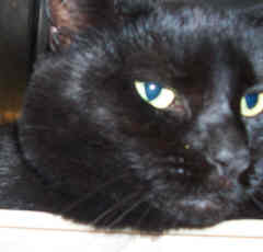 Yolov5 using cats Object Detection Dataset by shasank govindarajan