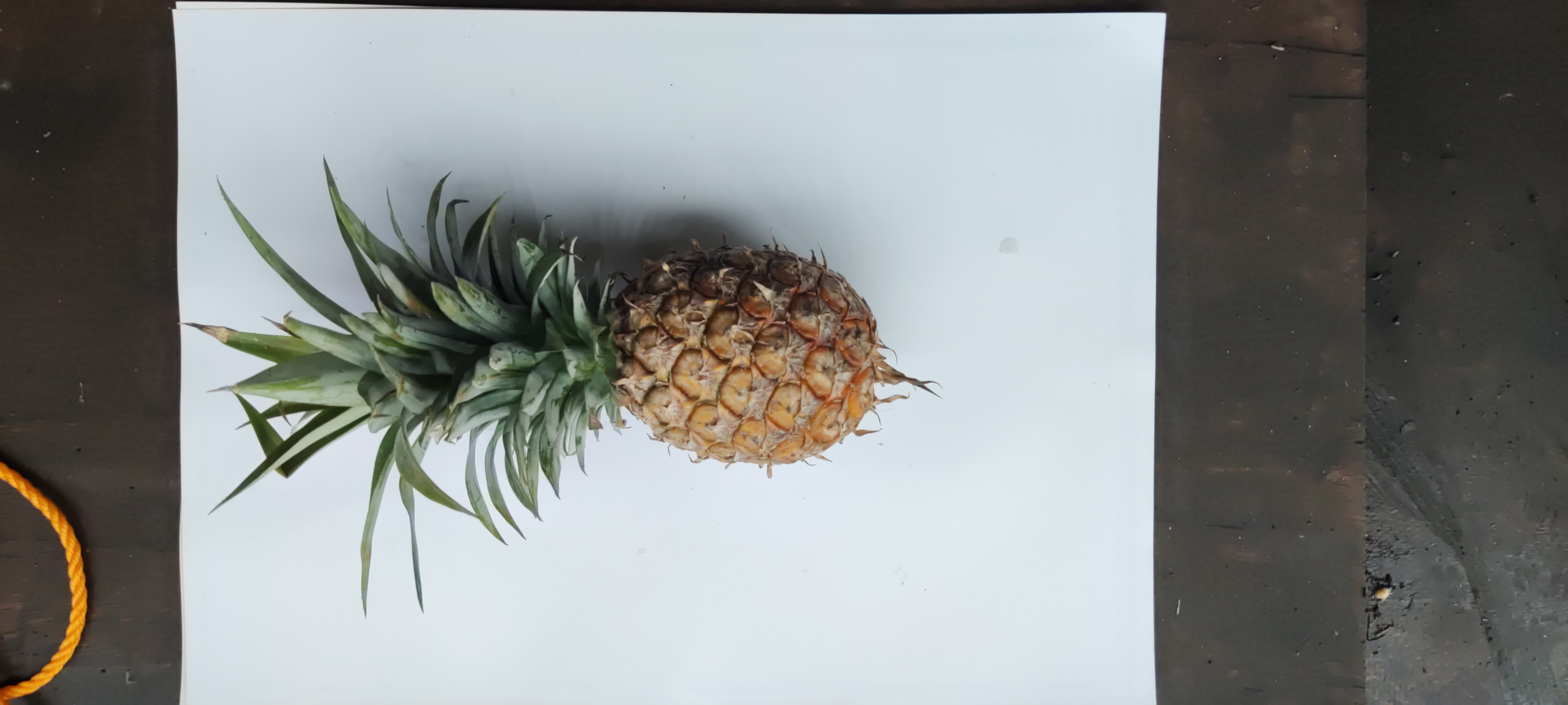 PINEAPPLES Object Detection Dataset and Pre-Trained Model by NUworks