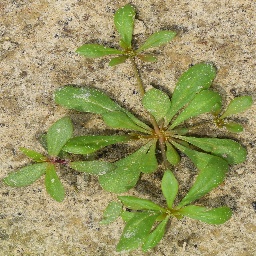 yolov8-custom-data-obj Instance Segmentation Model by hari