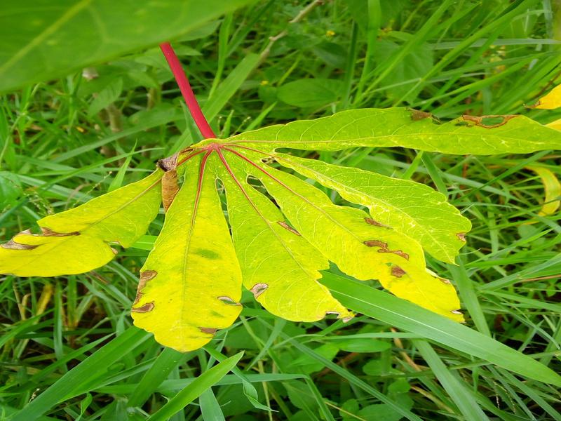 Cassava leaf class Instance Segmentation Dataset and Pre-Trained Model by nam